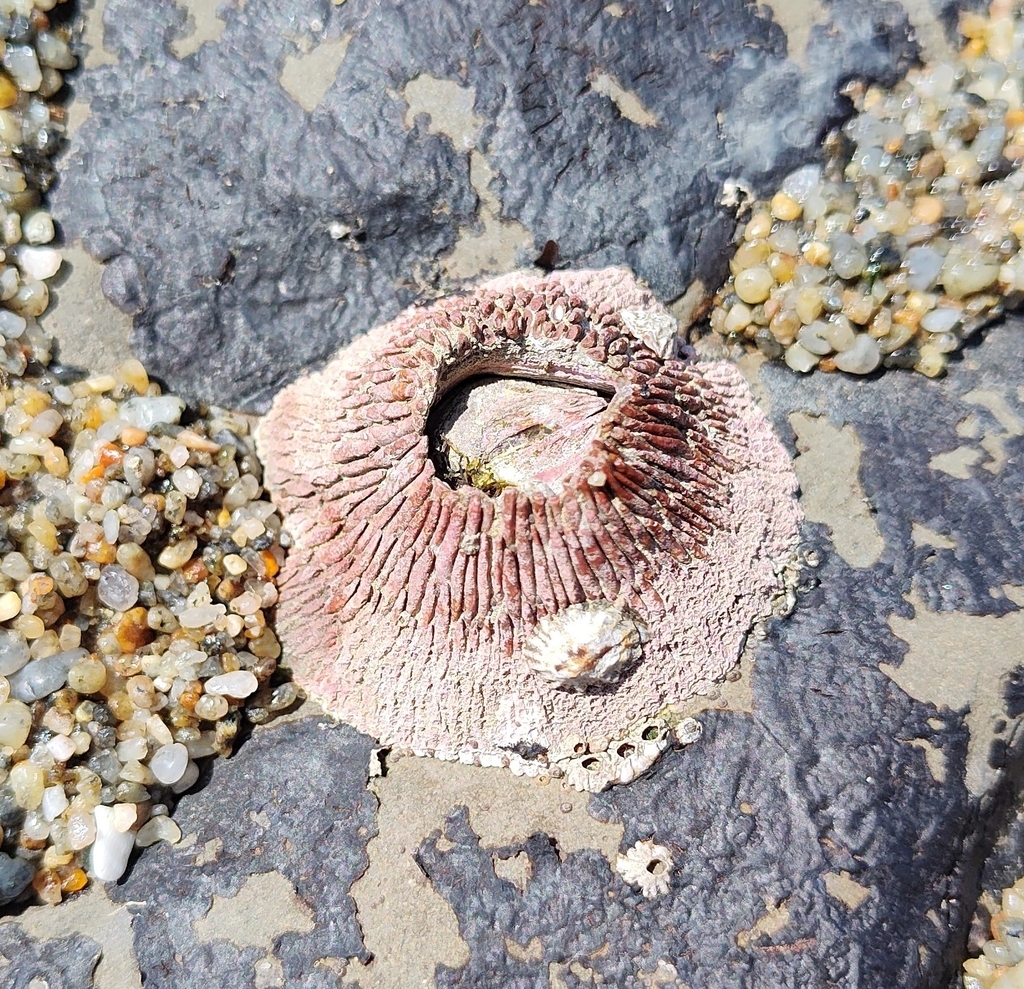 Pink Volcano Barnacle (China Cove Organisms) · iNaturalist