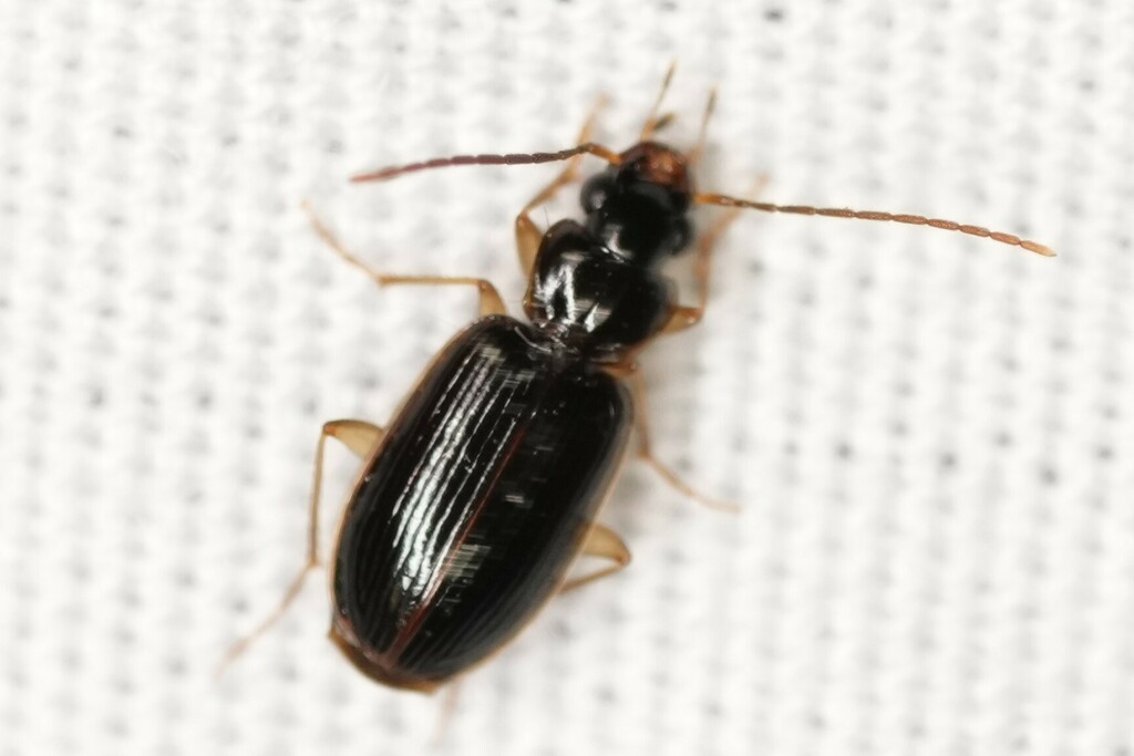 Badister reflexus from South Baton Rouge, Baton Rouge, LA, USA on ...
