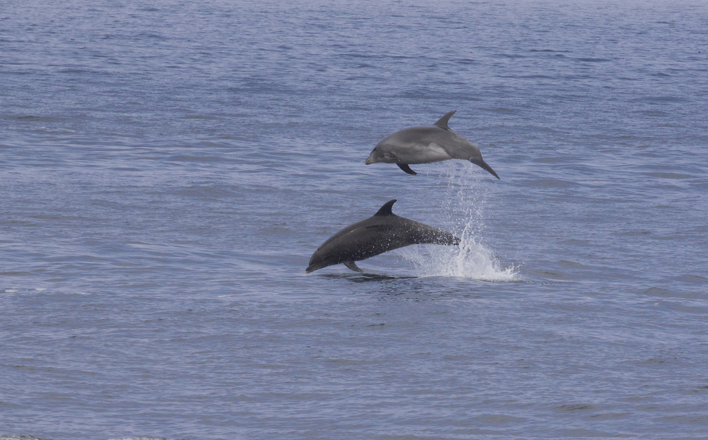 Common Bottlenose Dolphin (China Cove Organisms) · iNaturalist