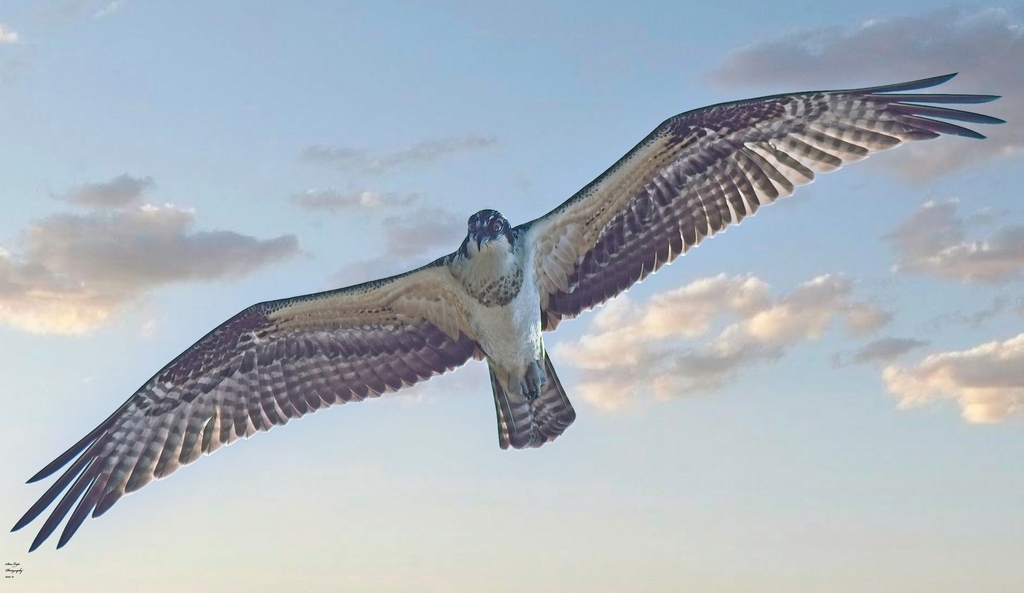 Osprey (China Cove Organisms) · iNaturalist