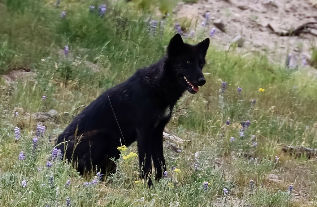 Gray Wolf in July 2024 by Joe Zarki. A single animal, attracting a ...