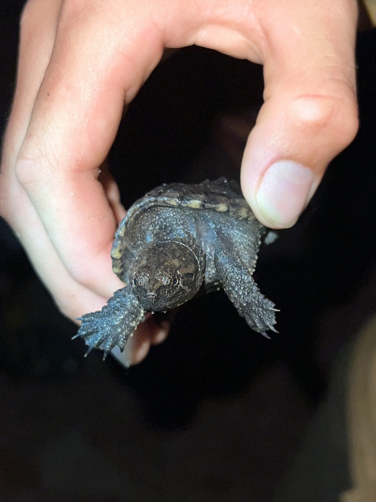 Common Snapping Turtle from Algonquin Provincial Park, Nipissing ...