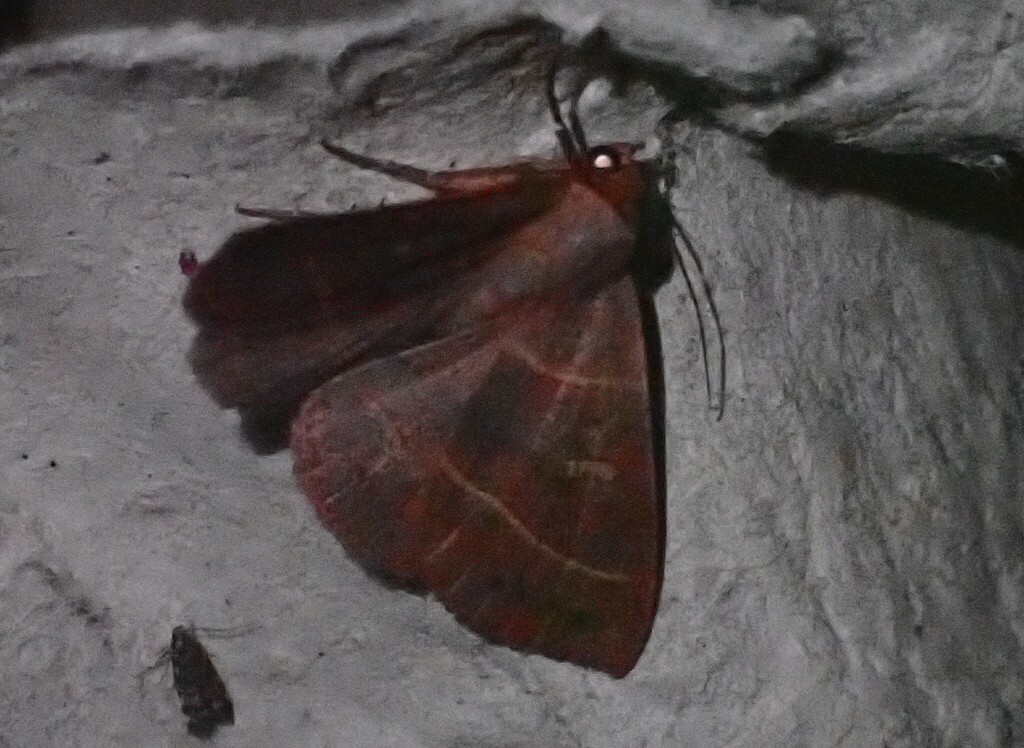 Red-lined Panopoda Moth from Polk County, FL, USA on August 10, 2024 at ...