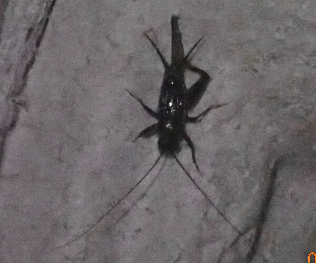 Ground Crickets from Polk County, FL, USA on August 10, 2024 at 10:36 ...