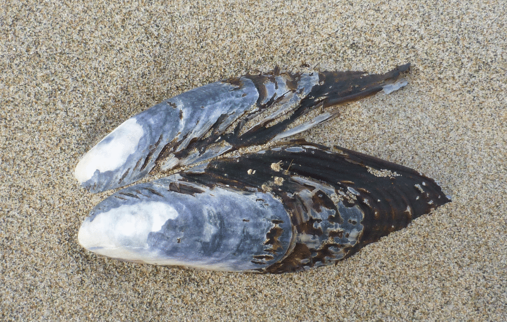 California Mussel (China Cove Organisms) · iNaturalist
