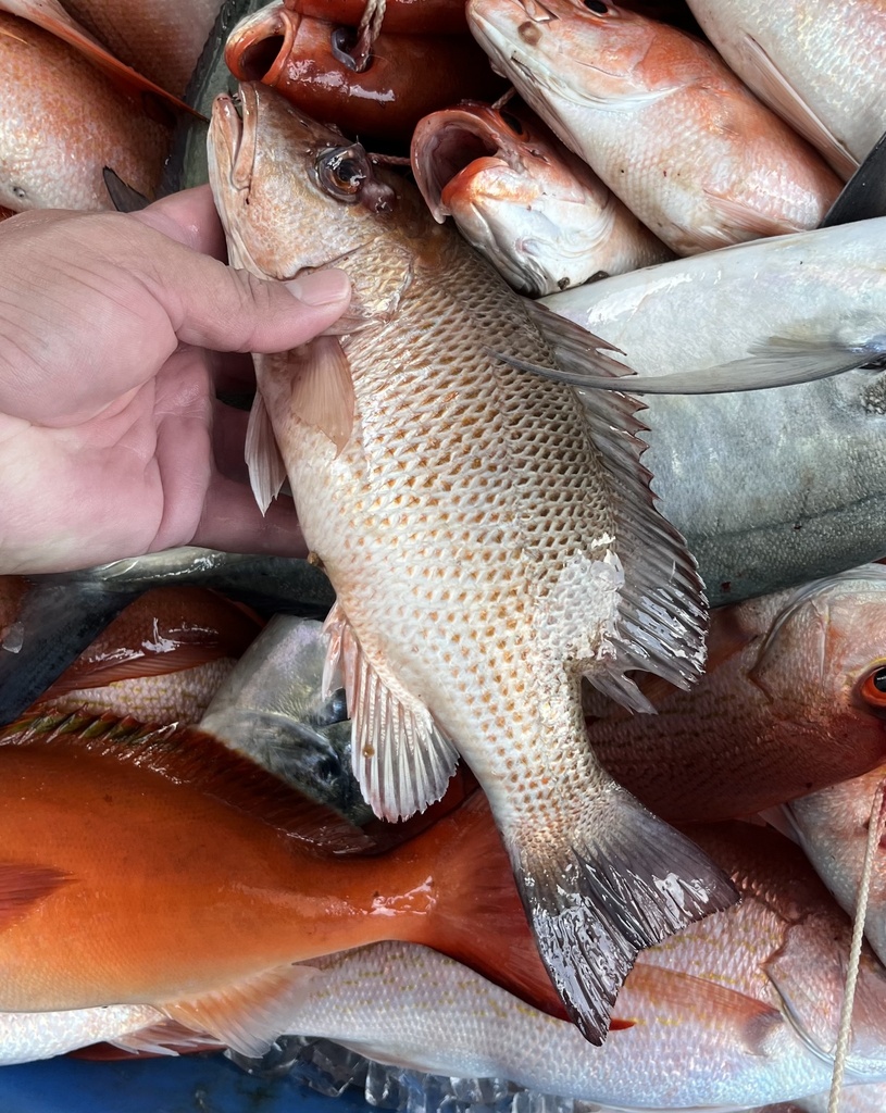 Gray Snapper from Gulf of Mexico on August 11, 2024 at 12:09 PM by Jon ...