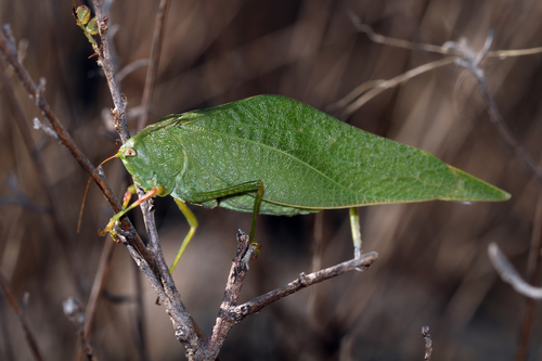 Esperanza (Syntechna tarasca)