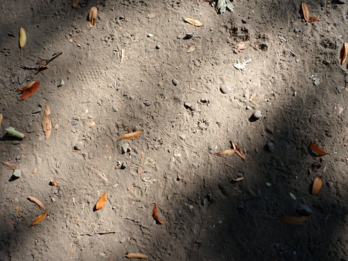 iNaturalist Tracking Database – NatureTracking