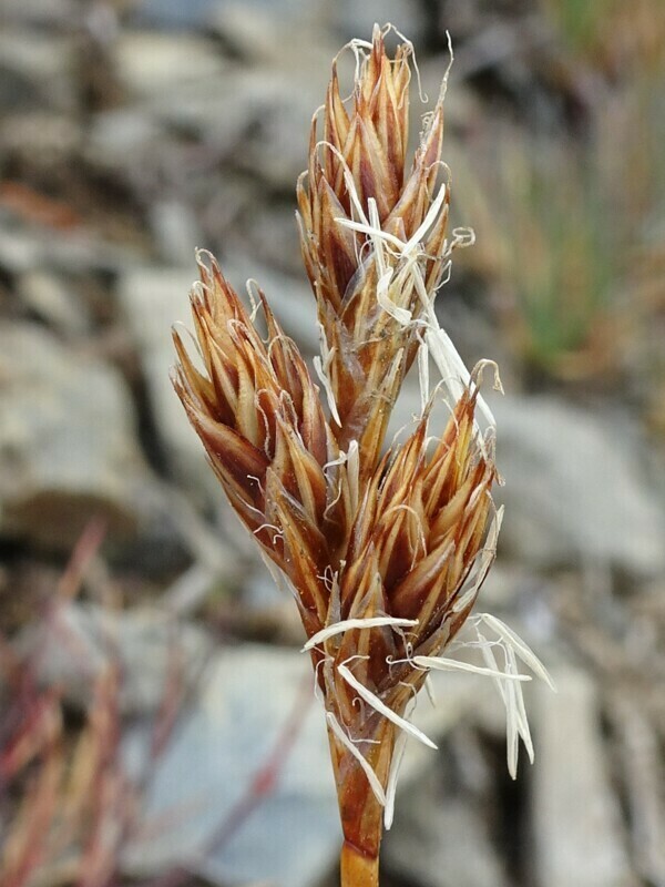 Tahoe sedge from Clallam County, Olympic, Olympic National Park, US-WA ...