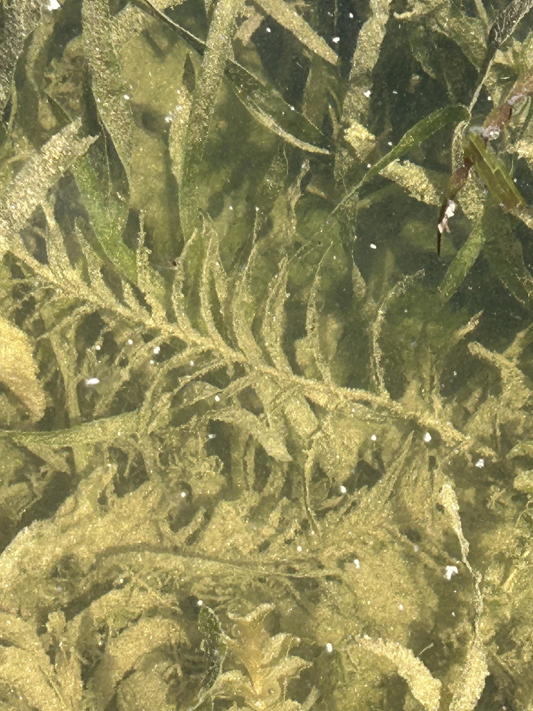robbins' pondweed in August 2024 by reh1 · iNaturalist