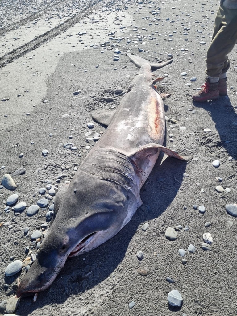 Basking Shark in August 2024 by Karen L. Middlemiss. Photo credit ...