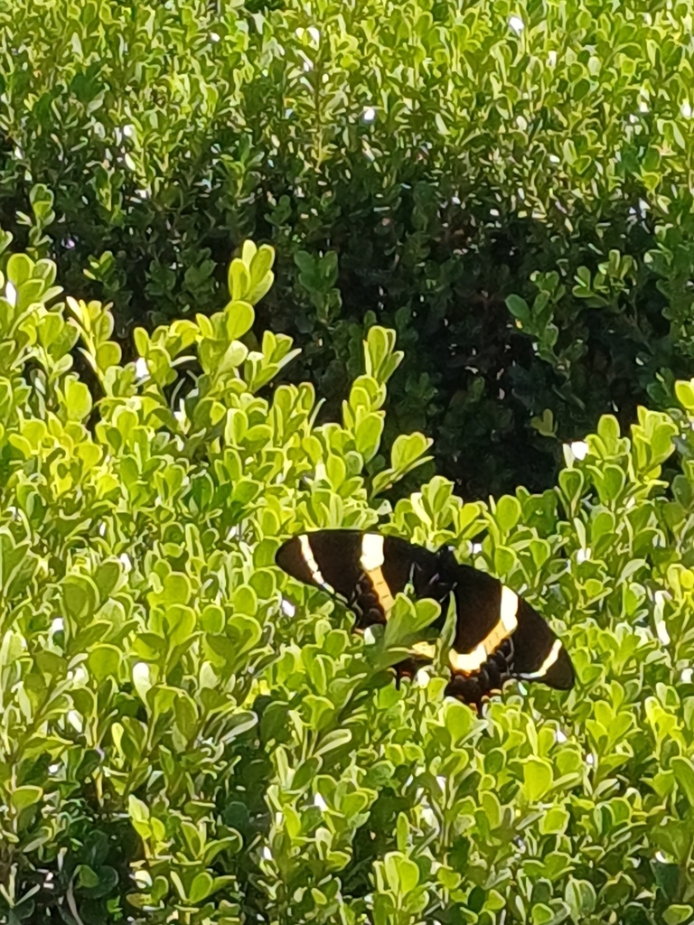 Magnificent Swallowtail in October 2023 by Nathan G · iNaturalist