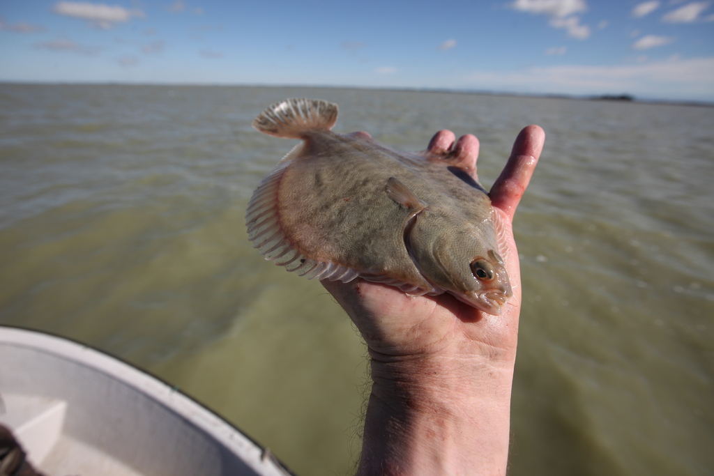 Sand flounder from Selwyn District, Canterbury, New Zealand on April 18 ...