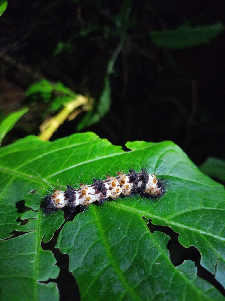 Northern Giant Flag Moth from Zapopan, Jal., México on August 10, 2024 ...