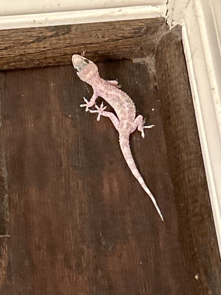 Mediterranean House Gecko from Giant Hickory Dr, Magnolia, TX, US on ...