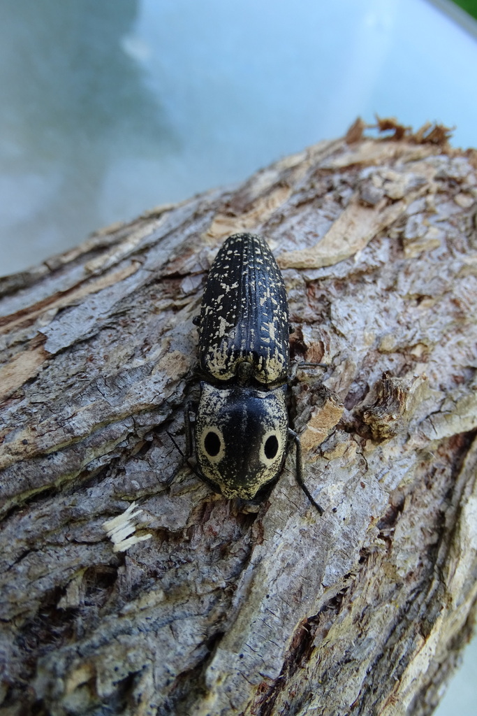 Texas Eyed Click Beetle from Hitchcock, TX, USA on May 26, 2022 at 03: ...