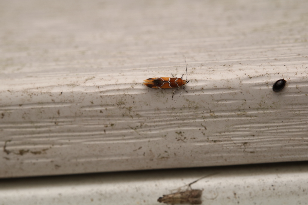 Orange-headed Callima Moth from Paducah Rd, College Park, MD 20740, USA ...