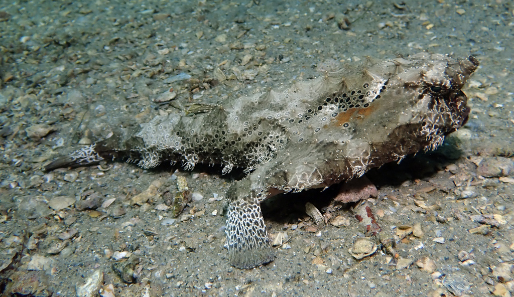 Polka-dot Batfish from Riviera Beach, FL, USA on July 21, 2024 at 10:51 ...