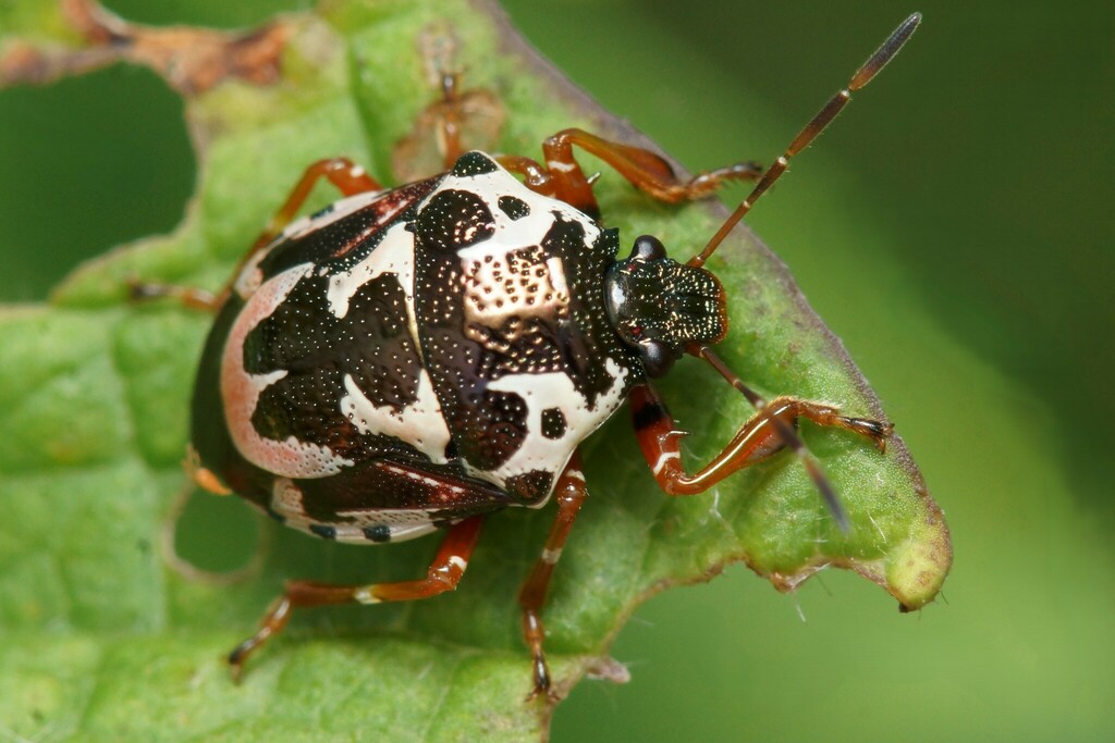 Anchor Stink Bug from Watauga County, NC, USA on August 10, 2024 at 11: ...