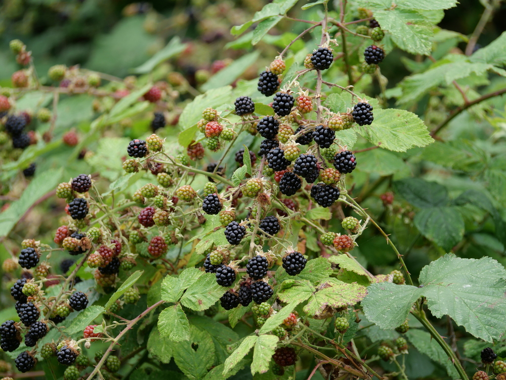 brambles from London, UK on July 20, 2024 at 04:42 PM by Chris Close ...