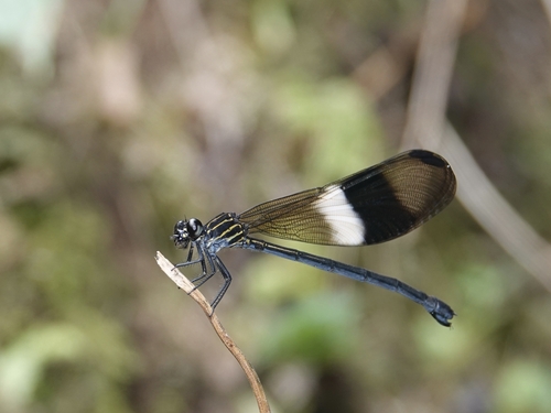 Polythore albistriata · iNaturalist Mexico