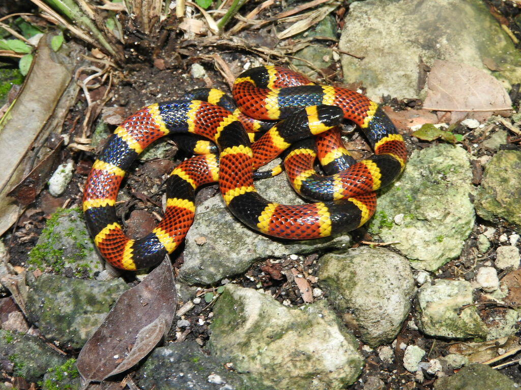 Variable Coralsnake in July 2024 by Pedro E. Nahuat-Cervera. *Micrurus ...