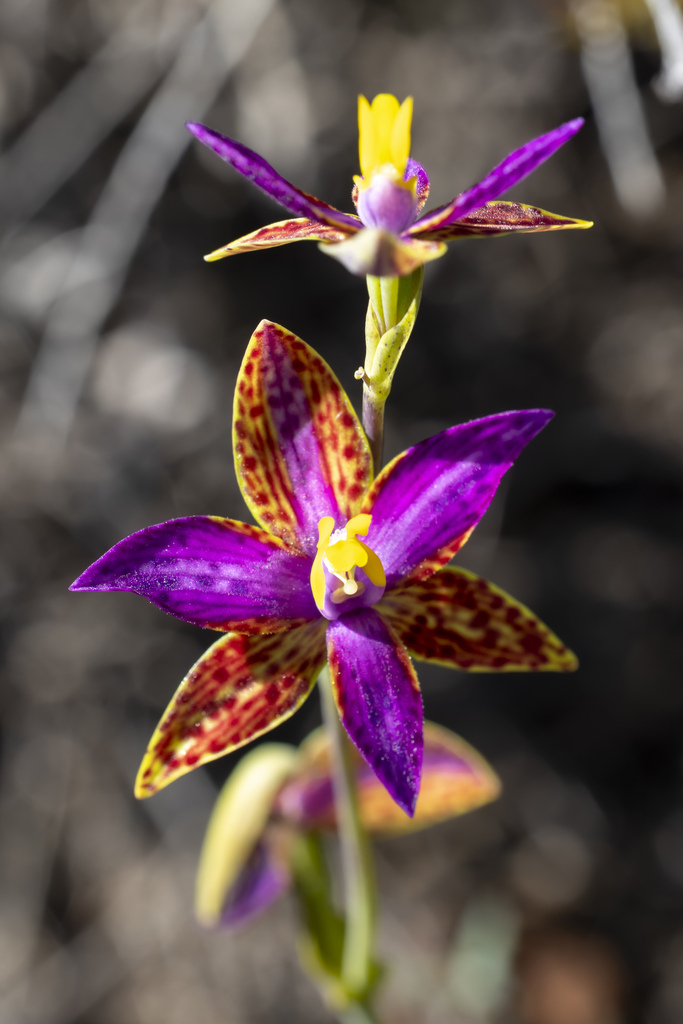 northern Queen of Sheba in August 2024 by Clarissa Human · iNaturalist