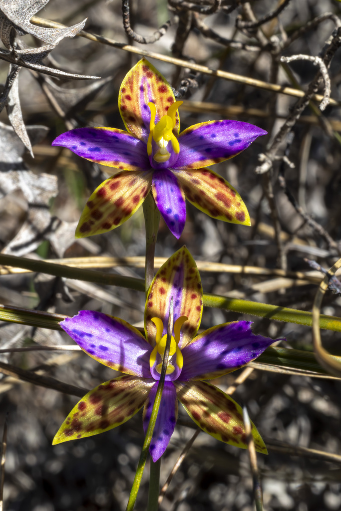 northern Queen of Sheba in August 2024 by Clarissa Human · iNaturalist
