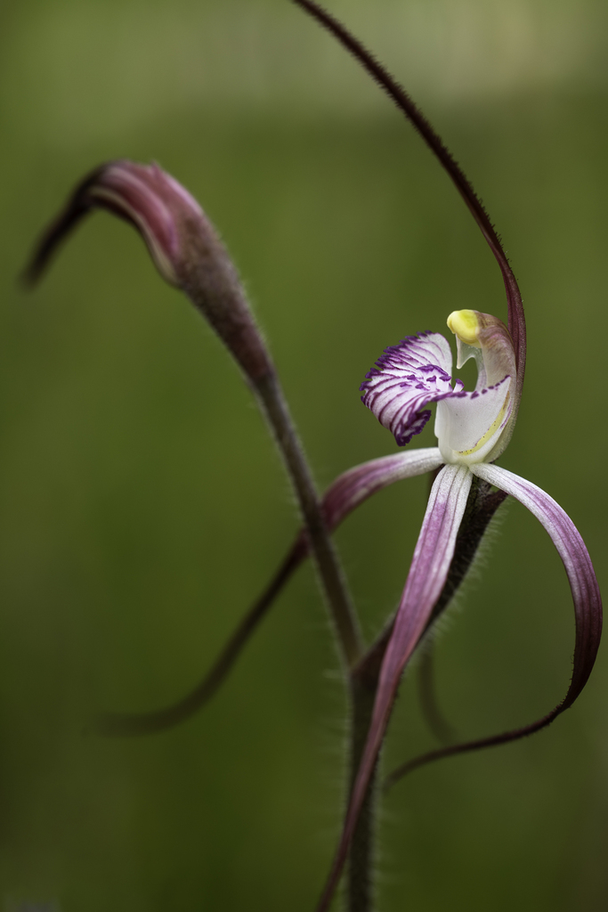 Ruby spider orchid in August 2024 by Clarissa Human · iNaturalist