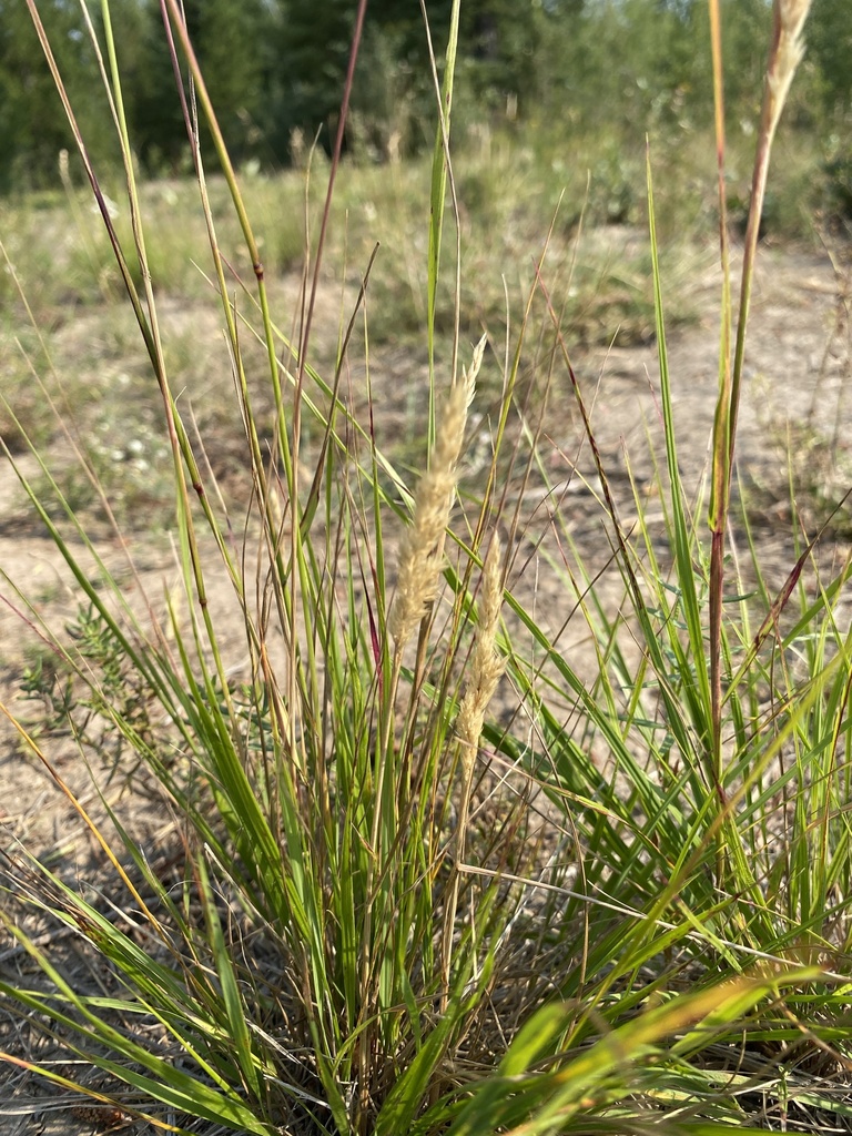 spike trisetum from Canim-Hendrix Lake Rd, Cariboo, BC, CA on August 11 ...
