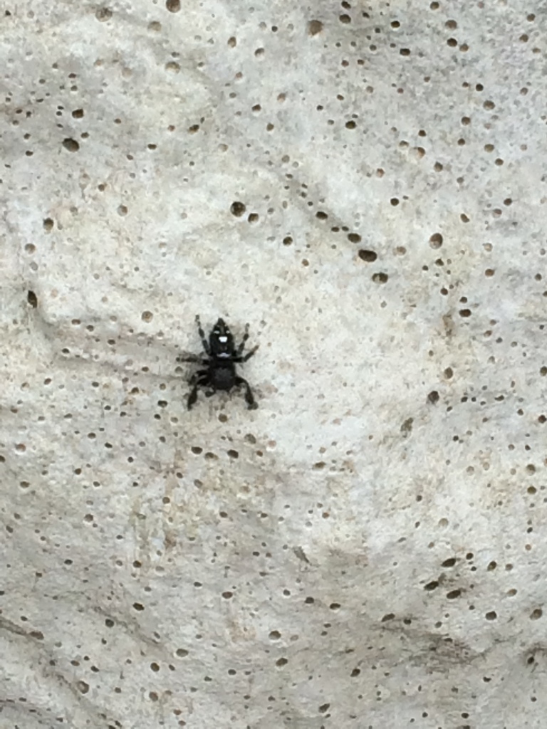 Bold Jumping Spider from 1 Nichols Pkwy, Hood River, OR, US on June 05 ...