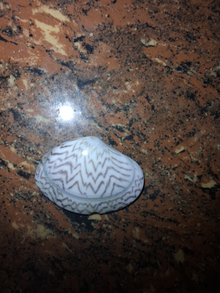 Purple Sunetta from RWXG+W7P, Maharagama 10280, Sri Lanka on August 7 ...