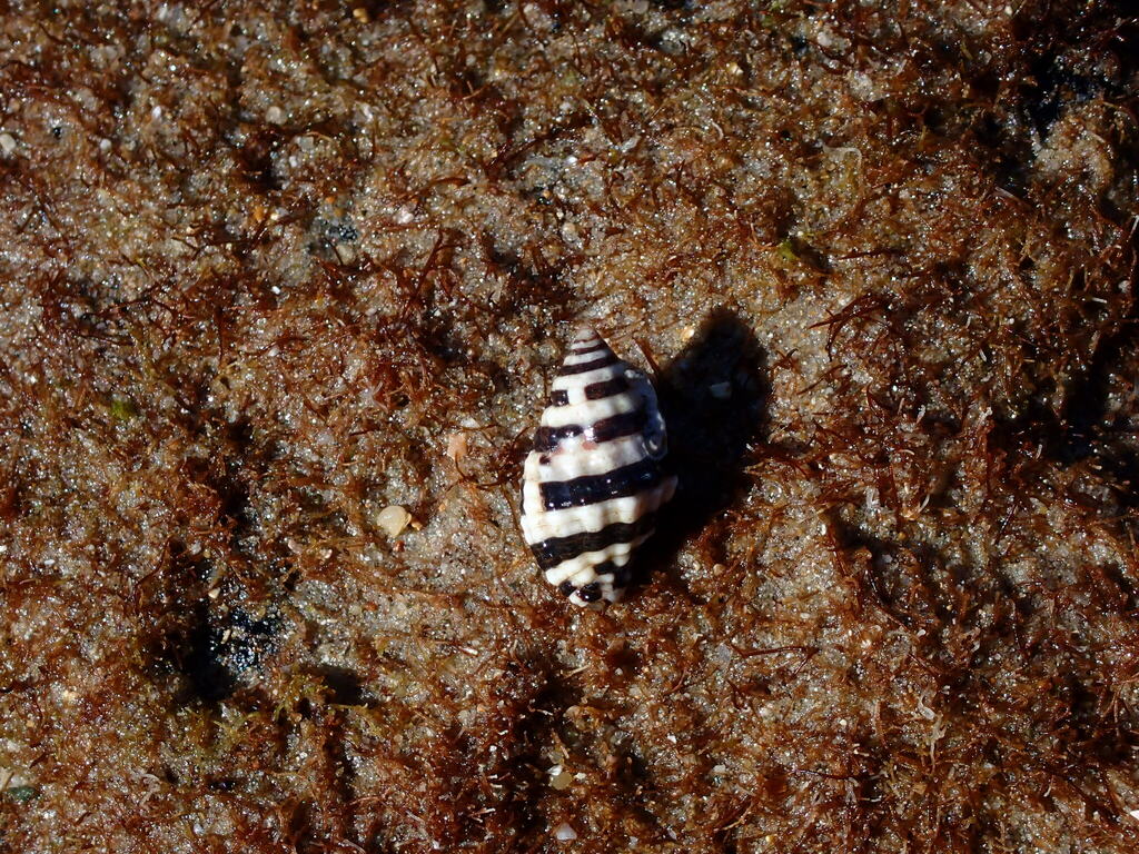 Engina zonalis from Minnie Water NSW 2462, Australia on August 6, 2024 ...