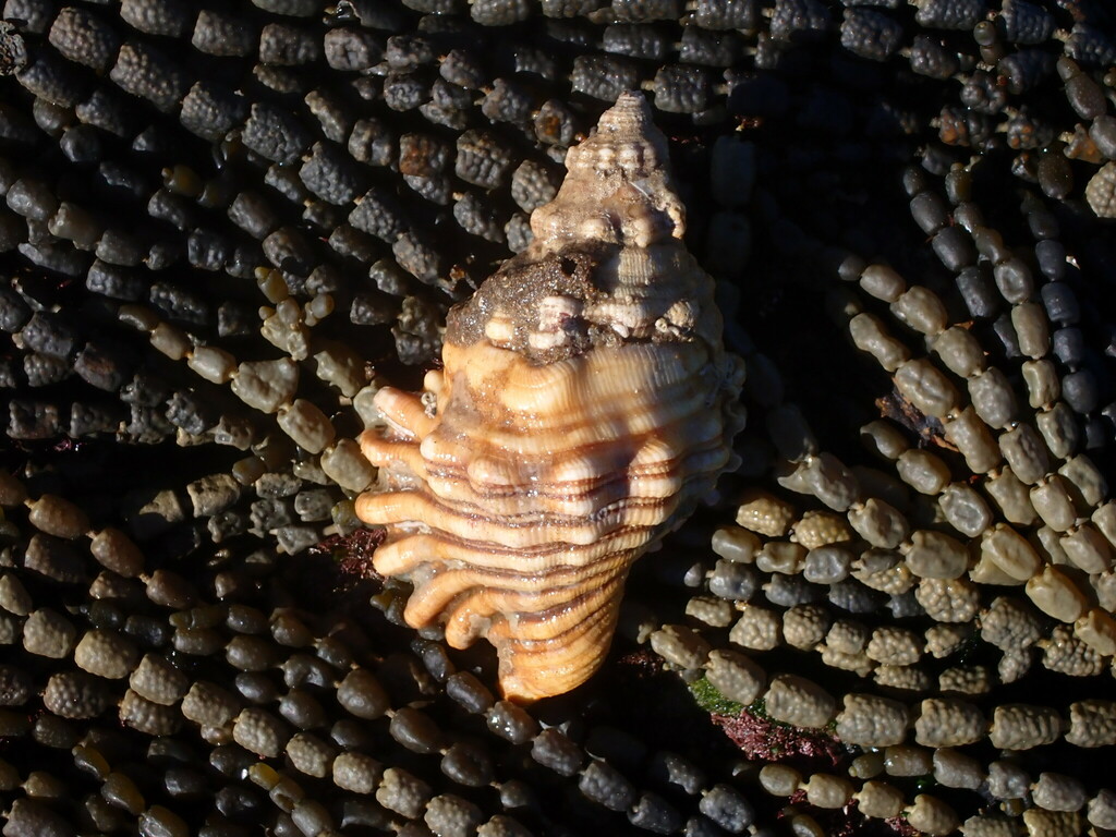 Spengler's Trumpet Snail from Clarence Valley, NSW, Australia on August ...