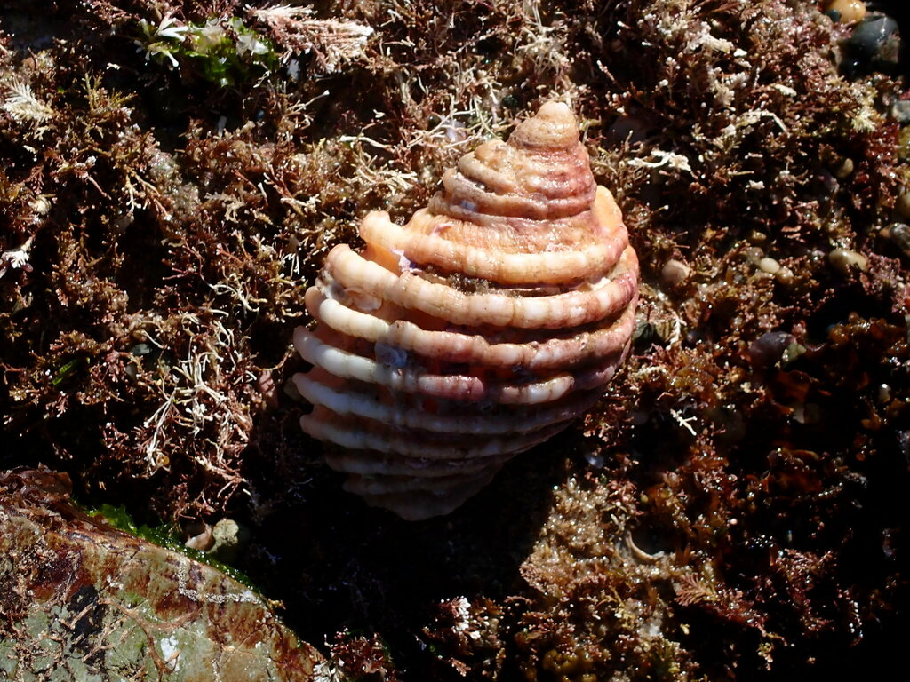 Cart-Rut Shell from Minnie Water NSW 2462, Australia on August 06, 2024 ...
