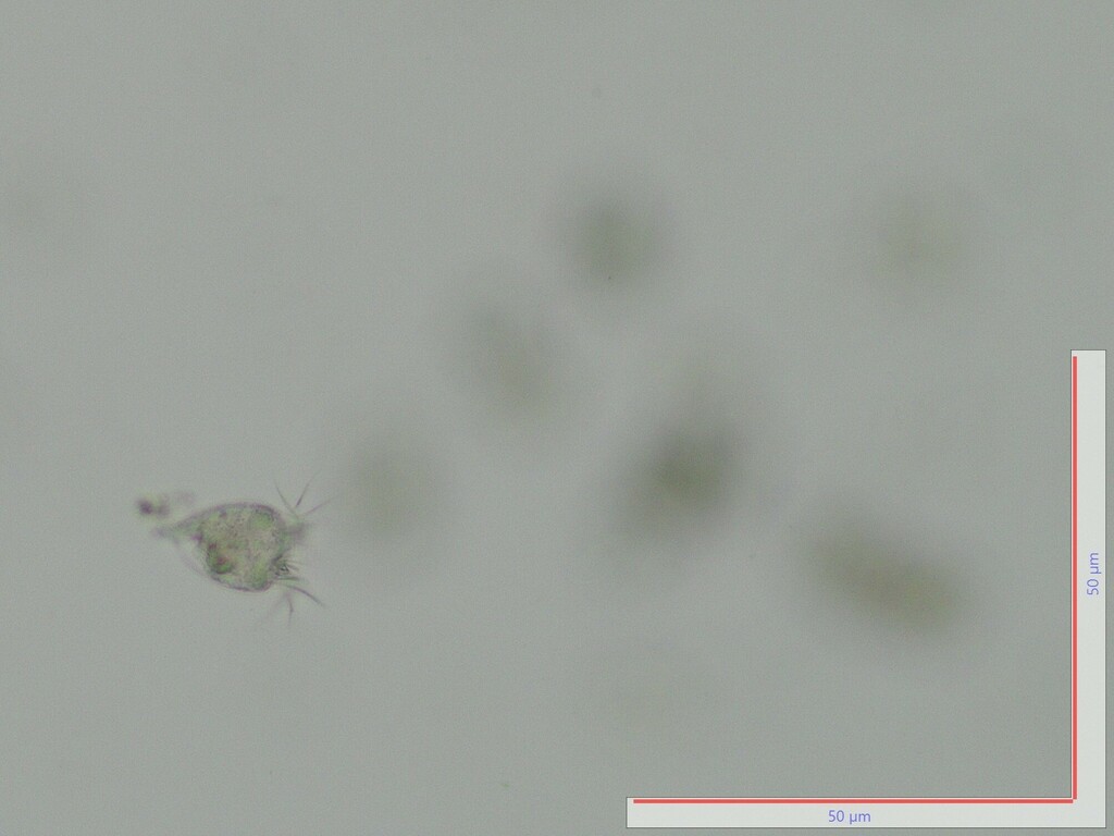 Strobilidium caudatum from Woy Woy NSW 2256, Australia on August 11 ...