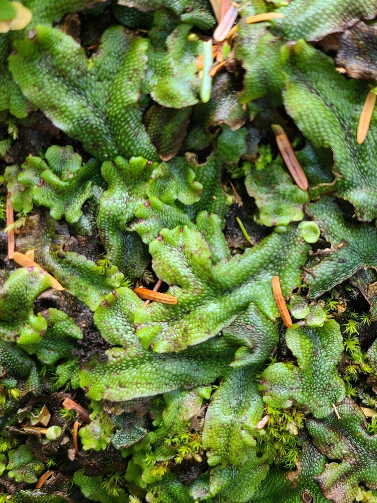 Conocephalum conicum from Sandspit, BC V0T 1T0, Canada on August 8 ...