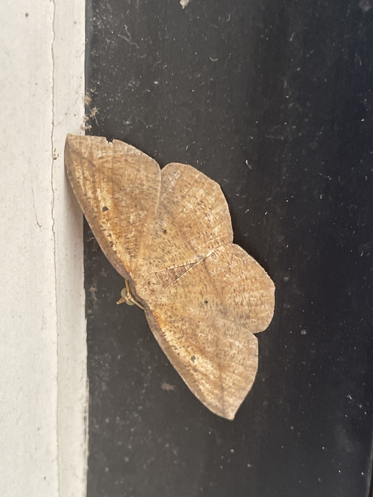 Synegia from 云和县, 丽水市, 浙江省, CN on August 12, 2024 at 02:31 PM by Alex ...