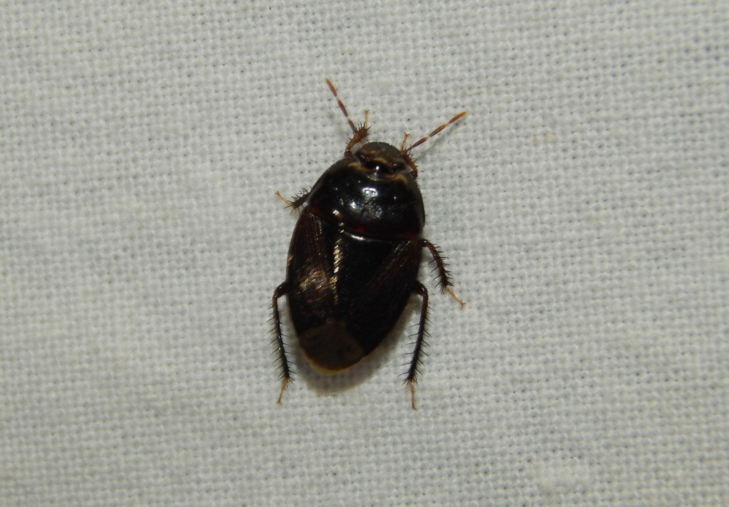 Macroscytus reflexus from Bulawayo South, Bulawayo, Zimbabwe on August ...