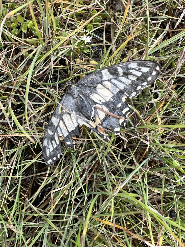 Alaskan Old World Swallowtail from Herschel Island – Qikiqtaruk ...