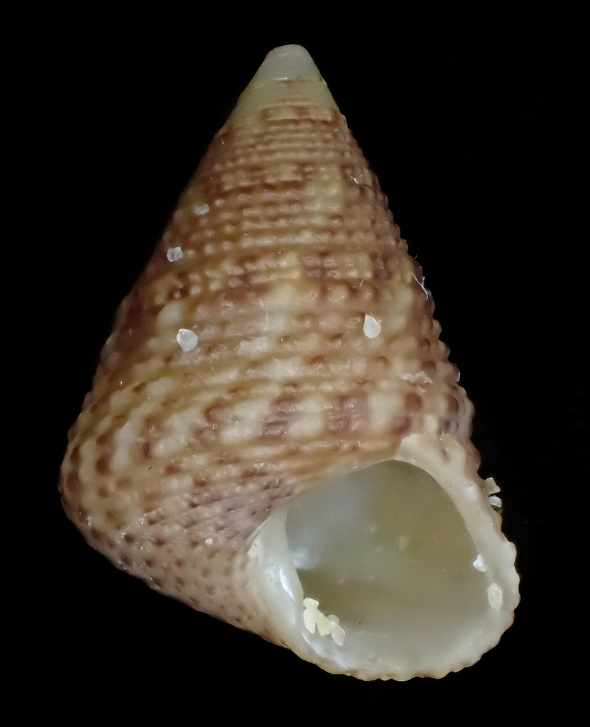 Spotted strawberry top shell from Cowry Hole, Newcastle NSW, Australia ...