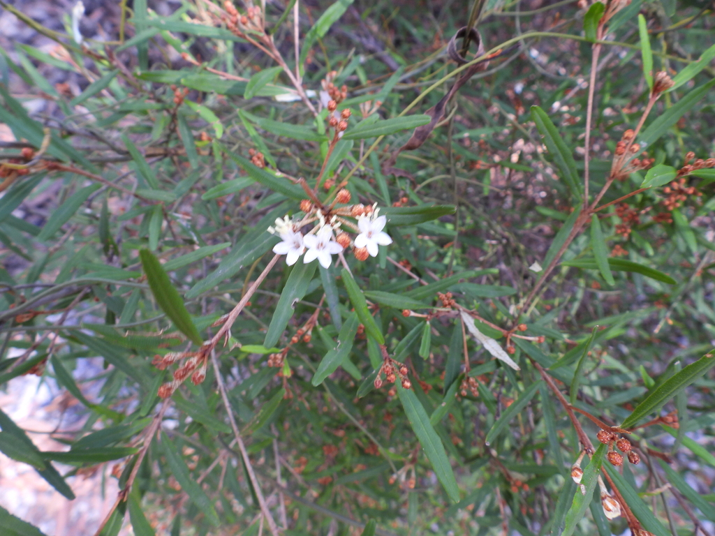 wallum phebalium from K'gari QLD 4581, Australia on August 1, 2024 at ...