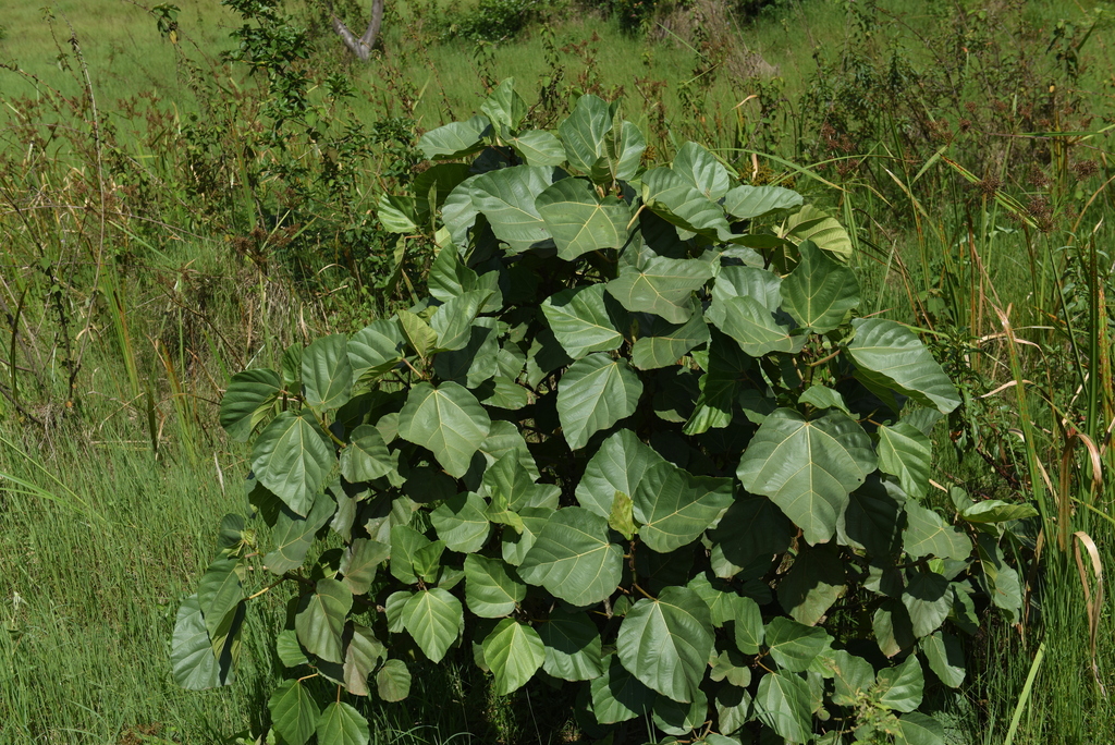 Kola Trees from Nyandungu ecotourism on November 7, 2023 at 08:16 PM by ...
