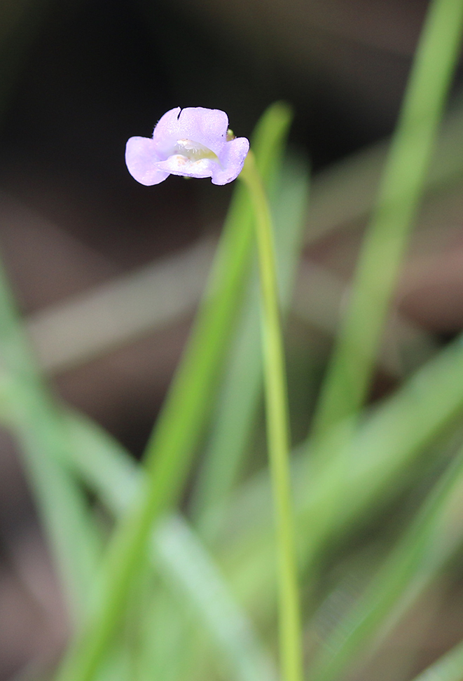 False Pimpernels from Ephemeral swamp, Namelita Beach central area, QLD ...