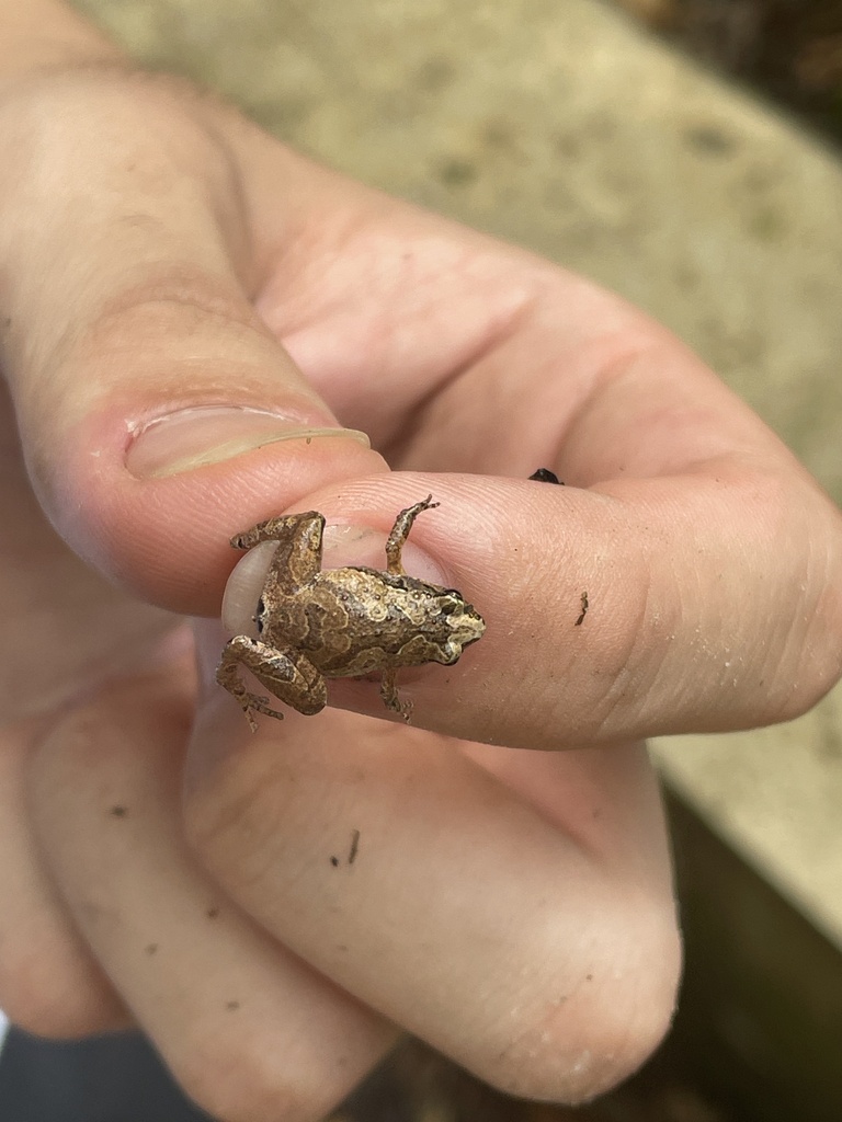 Beilun Pygmy Frog in August 2024 by Alex Pintsen JIN · iNaturalist