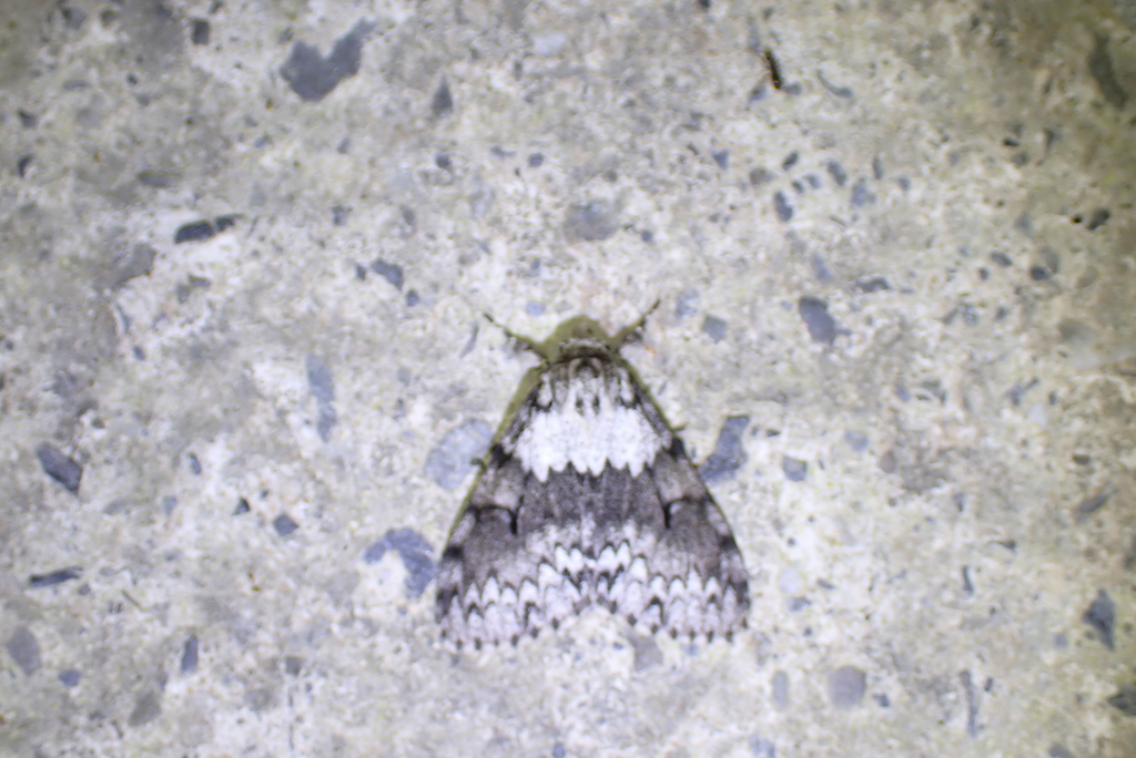 Lymantria sinica in June 2024 by Licheng Shih · iNaturalist