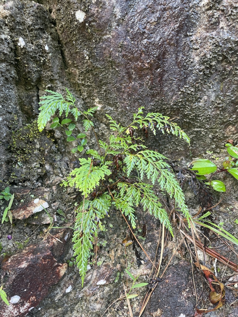 Fairy Fern from Lishui, CN-ZJ, CN on August 12, 2024 at 03:47 PM by ...