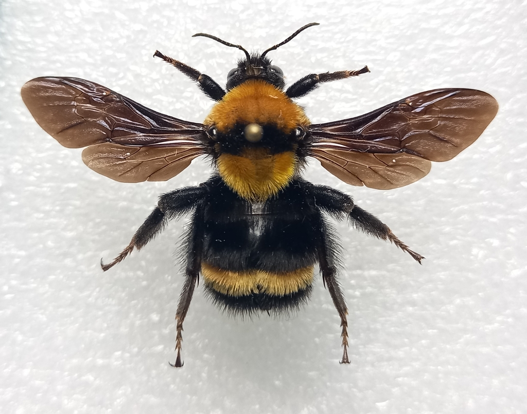 Amazonian Bumble Bee from 12330, Перу on October 15, 2022 by Макарiй ...