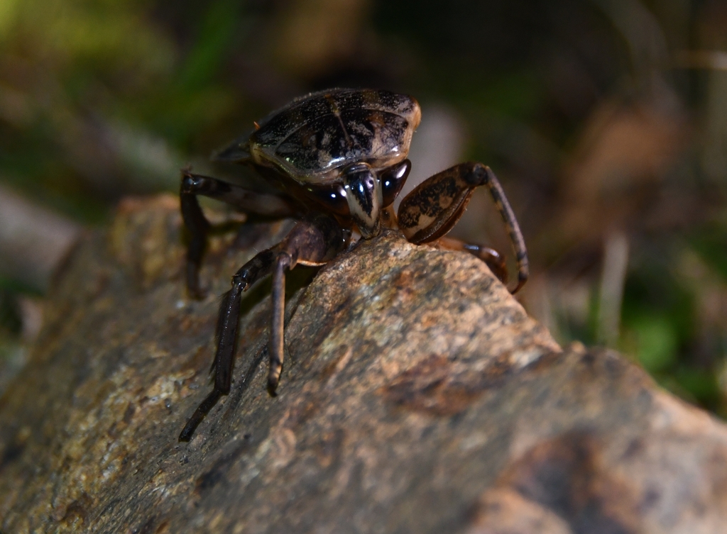Great Waterbugs in August 2024 by qaq523 · iNaturalist