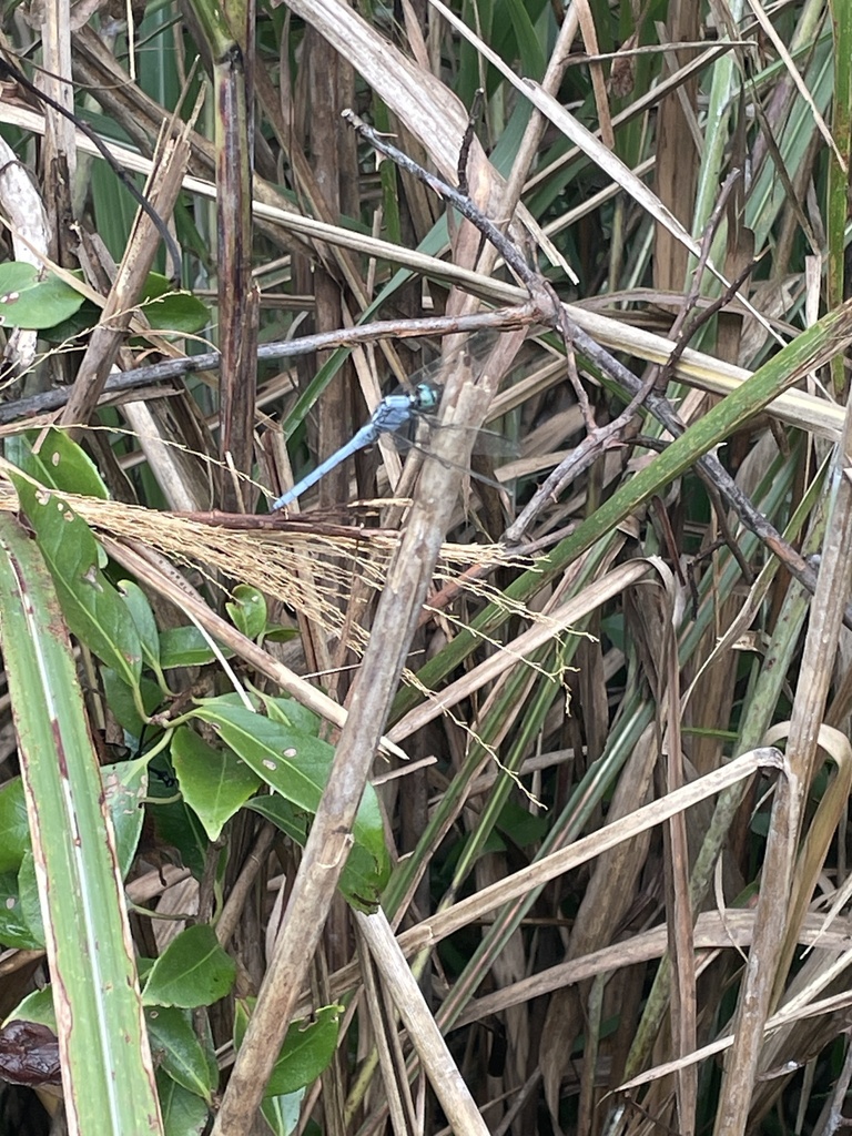 Slender Blue Skimmer in August 2024 by Alex Pintsen JIN · iNaturalist